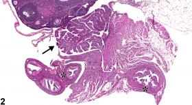 Oviduct - Atrophy - Nonneoplastic Lesion Atlas