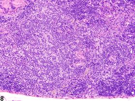 Thymus - Atrophy - Nonneoplastic Lesion Atlas